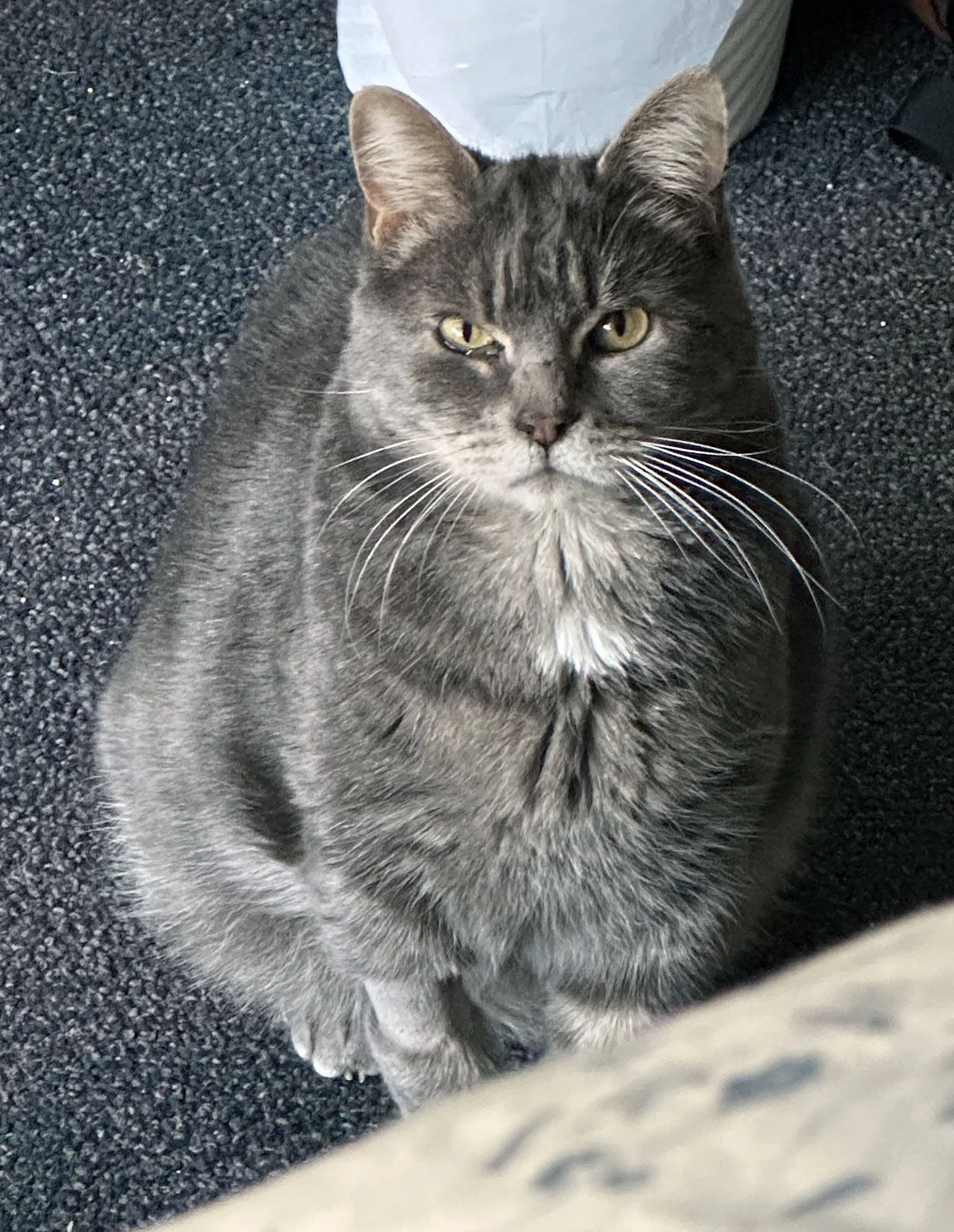 Harry and Izzy Sheldon: Furry Friends Fur-Ever — Furry Friends