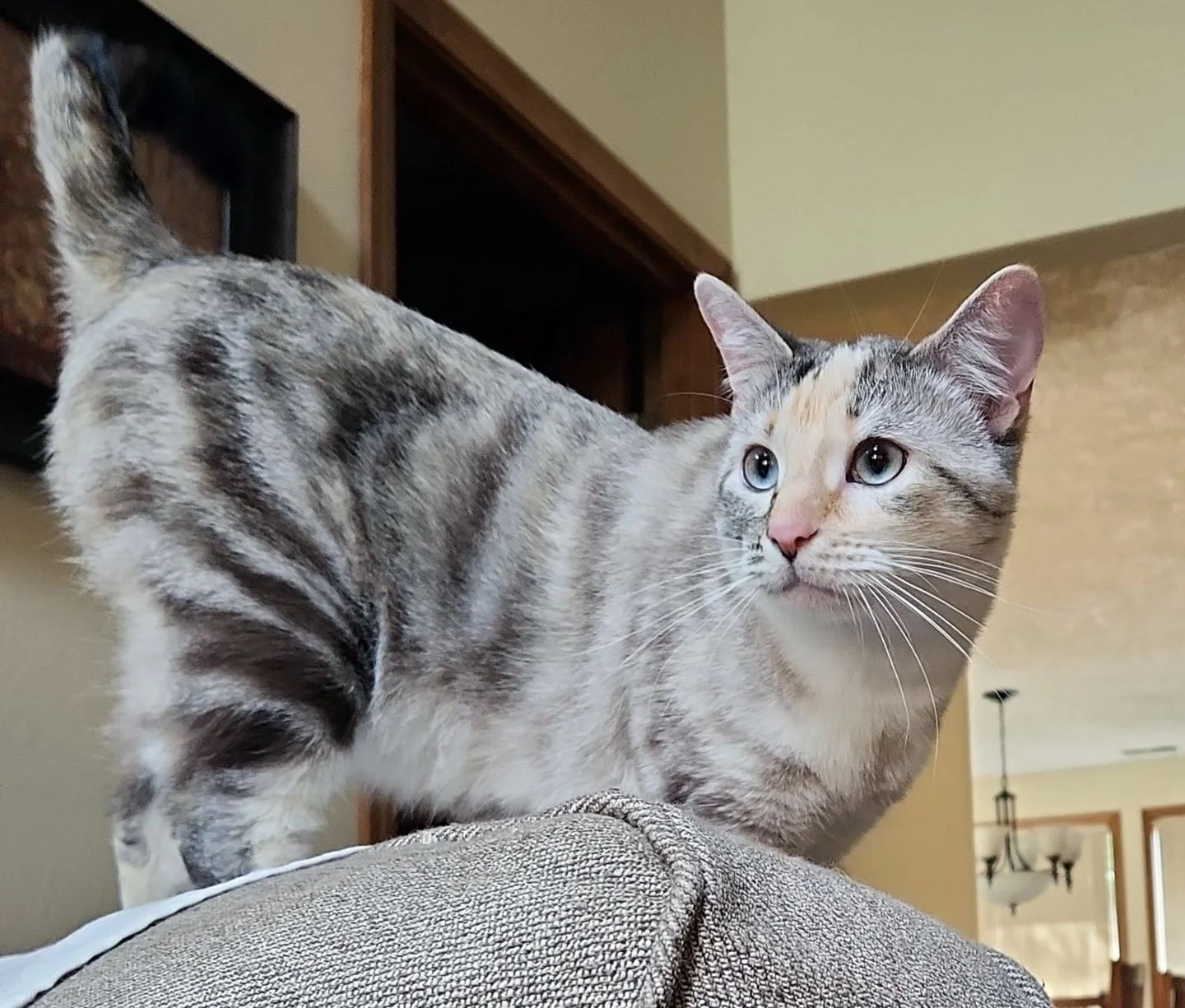 Opal and the Knodes: Furry Friends Fur-Ever — Furry Friends