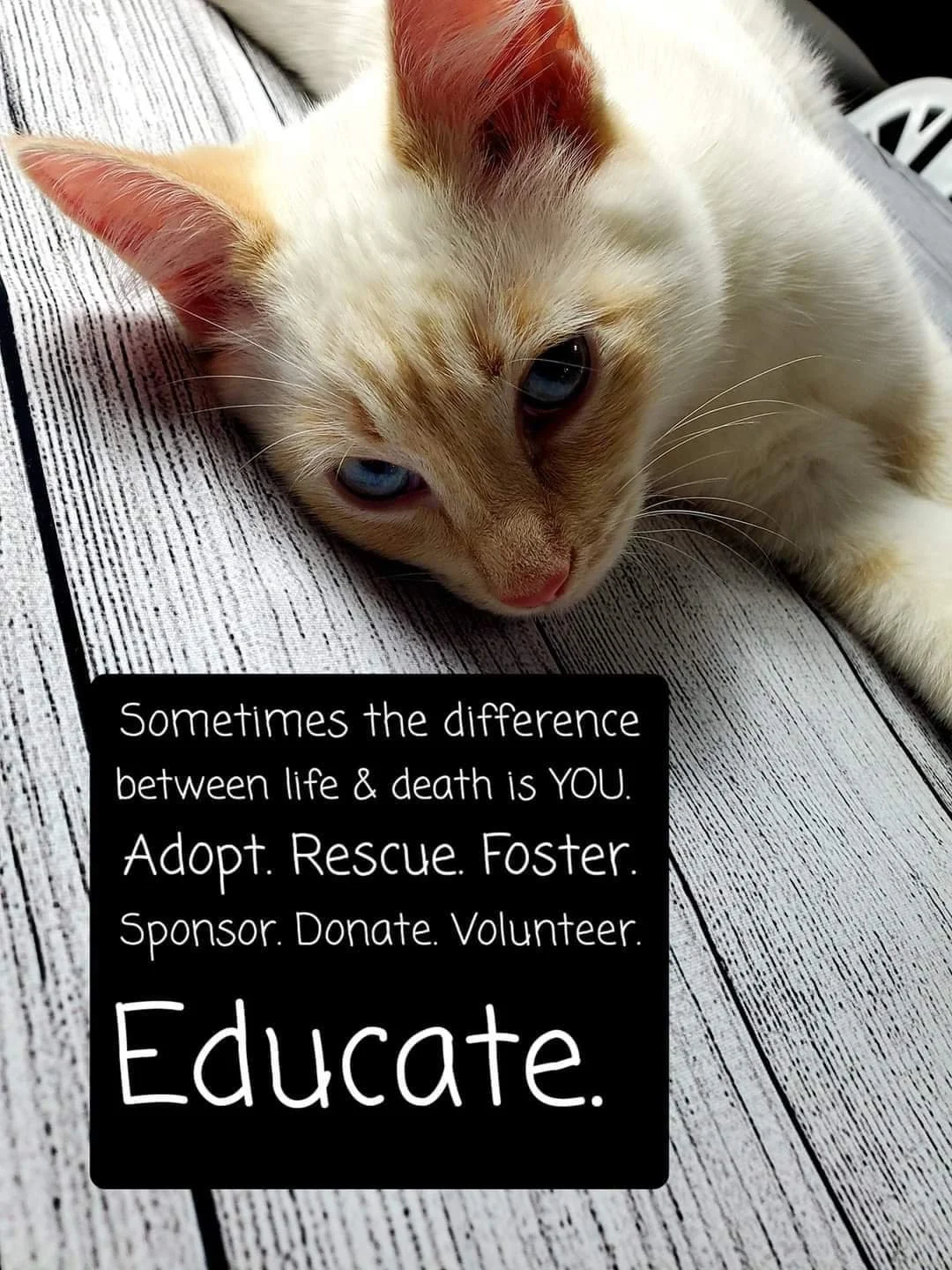 Sponsor a Kitty | Support Furry Friends Today — Furry Friends