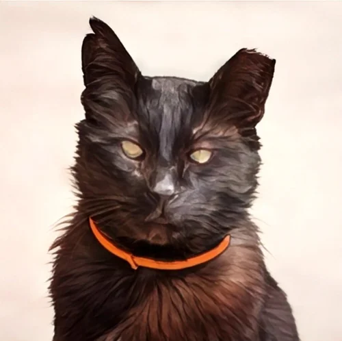 TNR info guide | Support TNR Efforts Today — Furry Friends