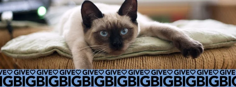 General 4 — Furry Friends