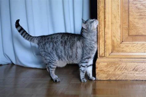 Cats and Primordial Pouches — Furry Friends