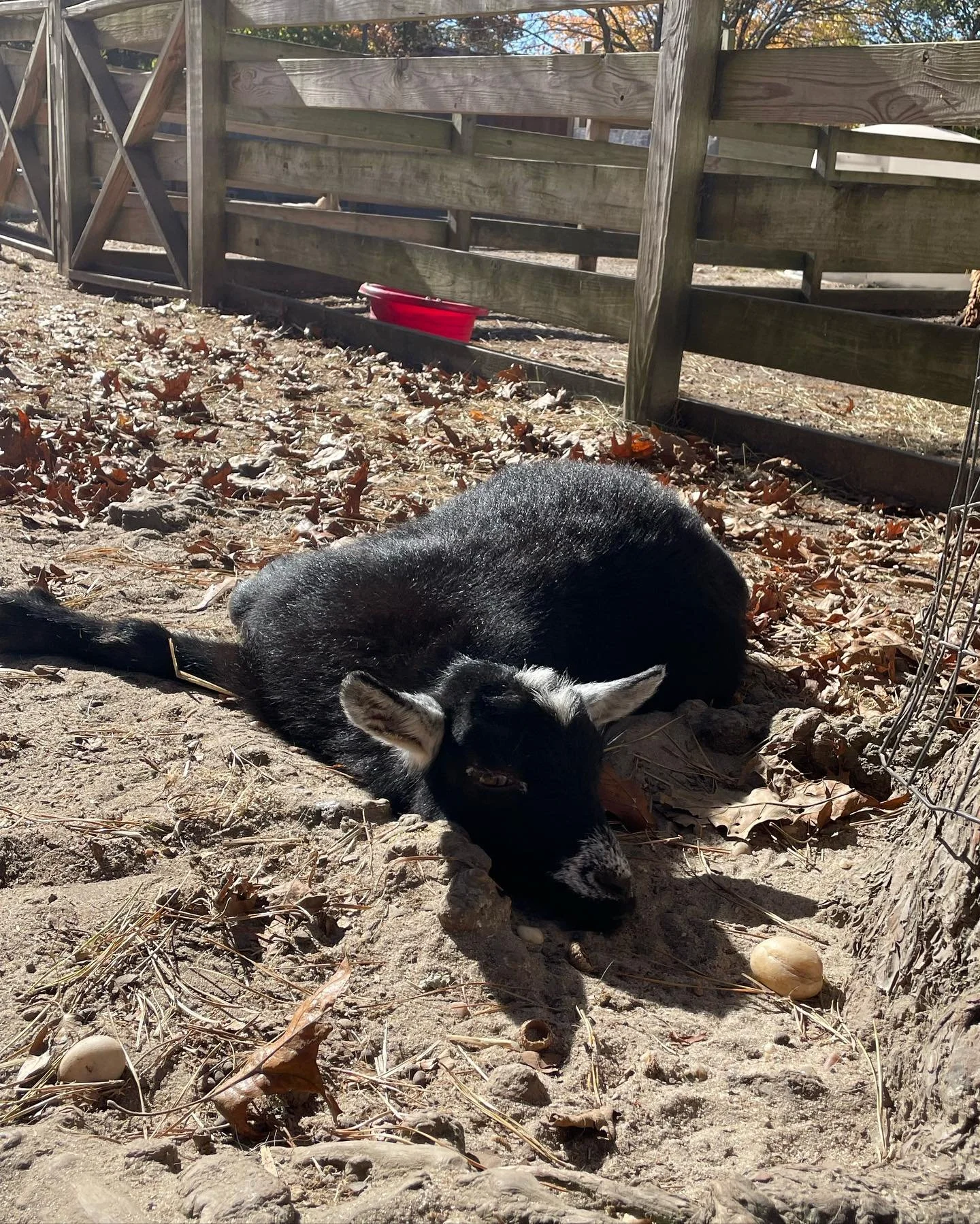 Long Island Game Farm