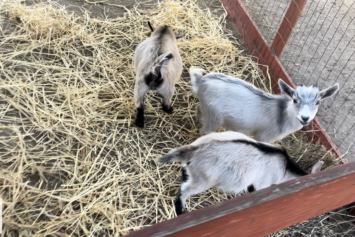 Long Island Game Farm