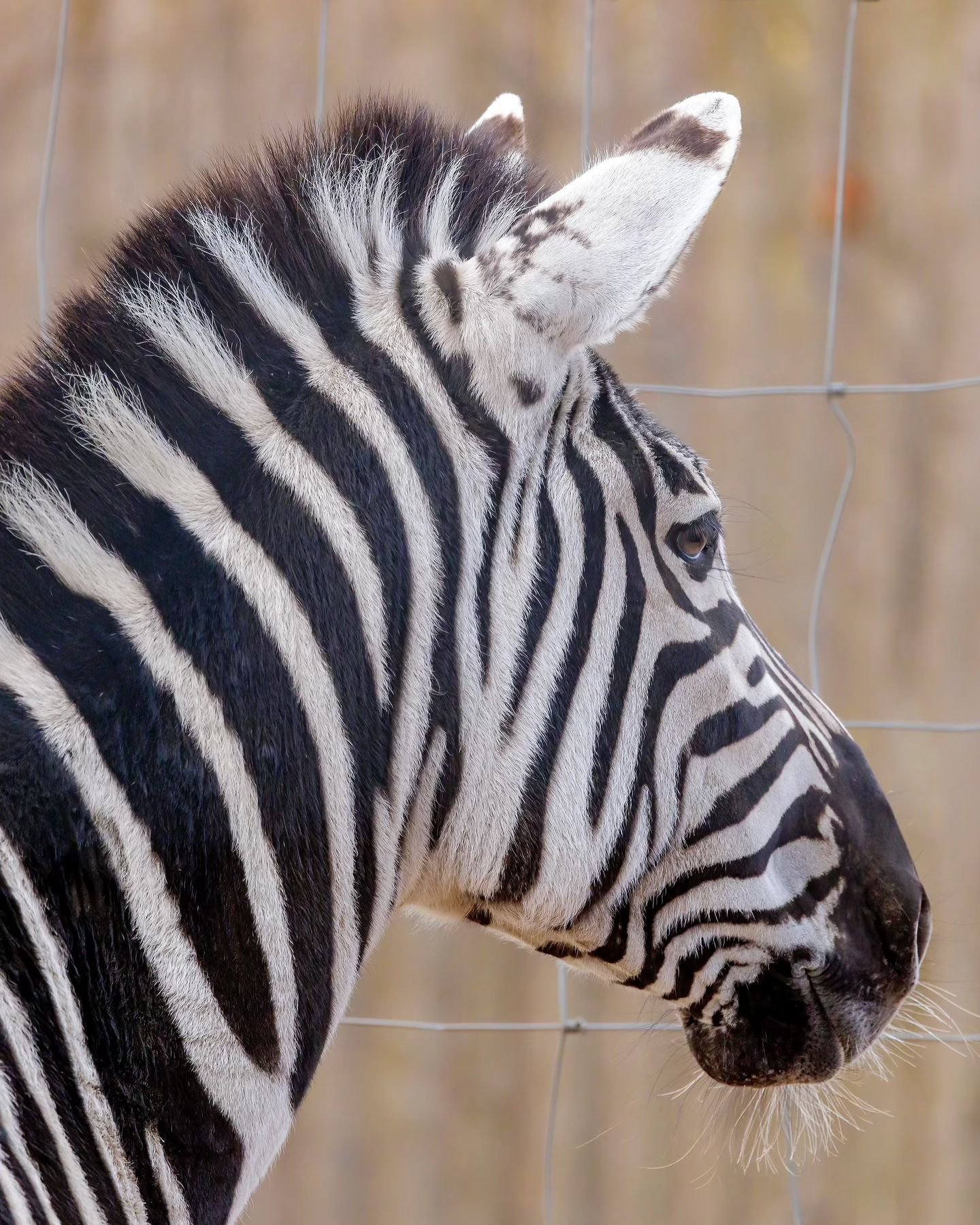 Long Island Game Farm