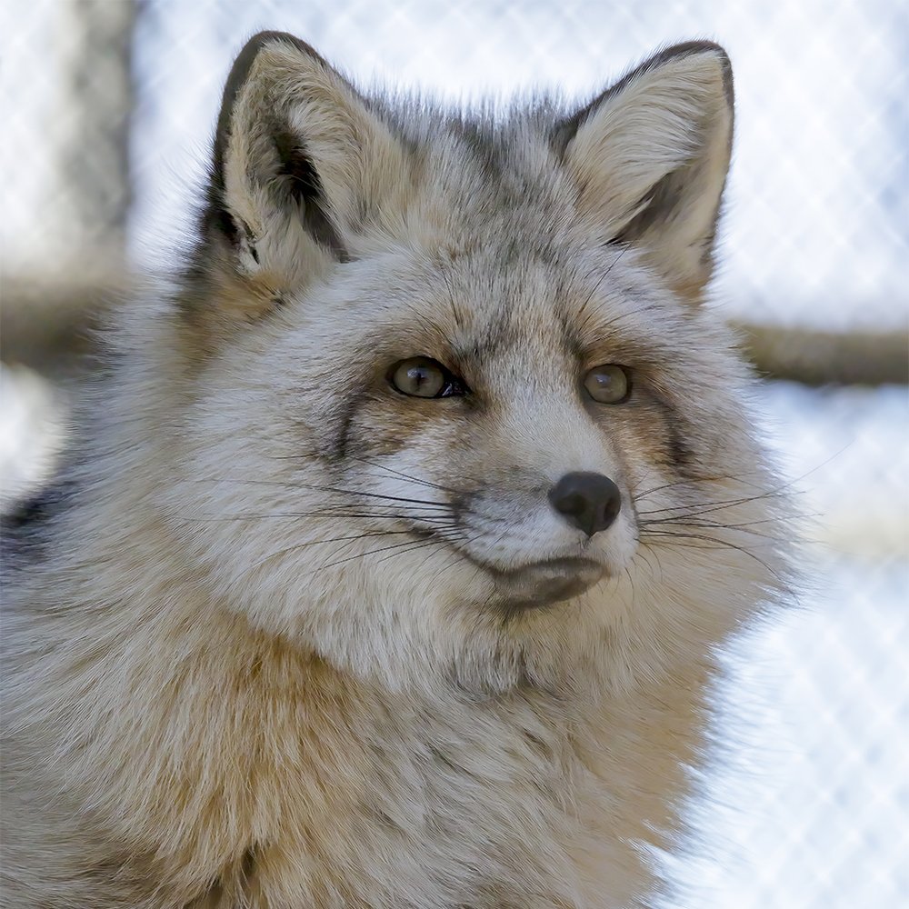 Our Animals — Long Island Game Farm