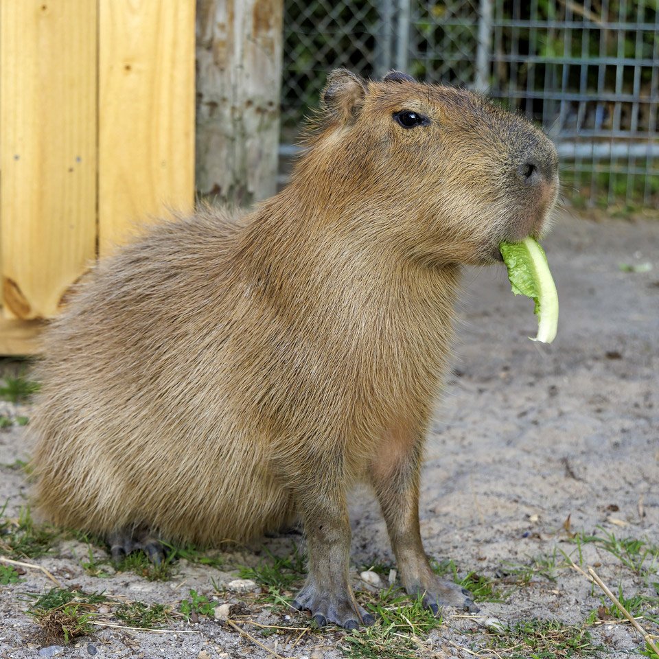 Long Island Game Farm