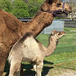 Our Animals — Long Island Game Farm