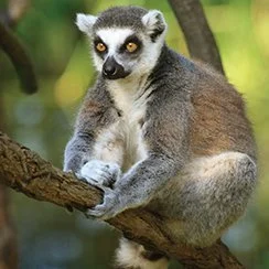 Our Animals — Long Island Game Farm