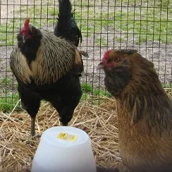 Our Animals — Long Island Game Farm