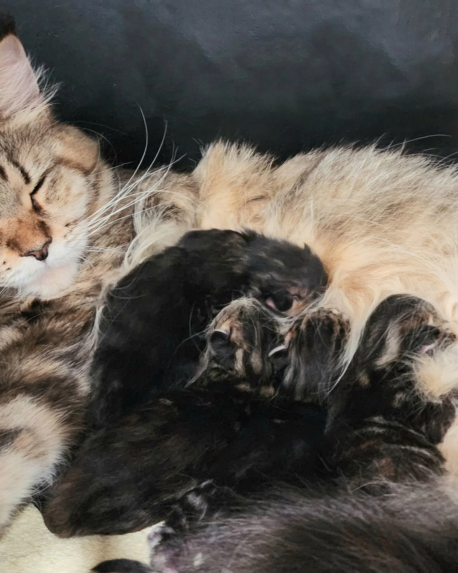 Available kittens — ADORA MAINE COON CATTERY