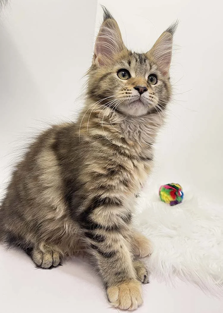 Available kittens — ADORA MAINE COON CATTERY