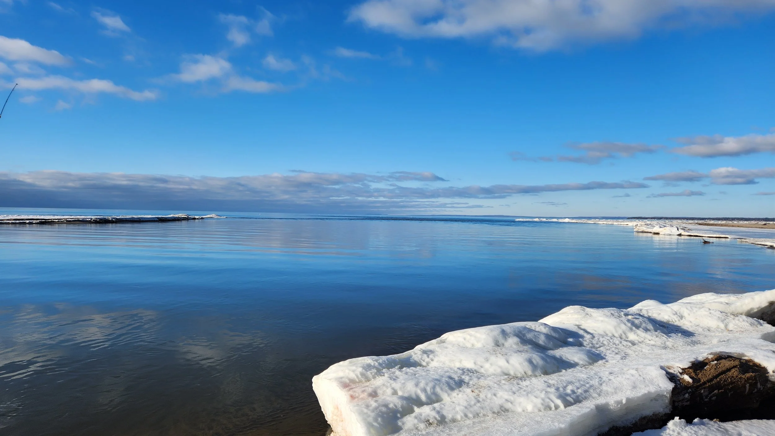 ADORA MAINE COON CATTERY