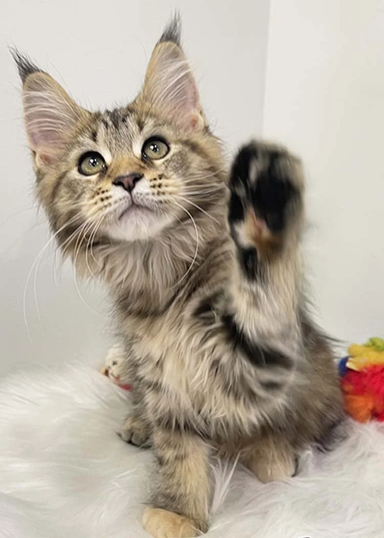 Available kittens — ADORA MAINE COON CATTERY