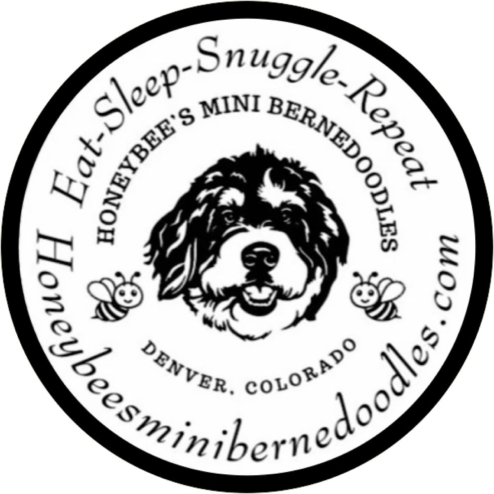 Honeybee's Mini Bernedoodles %P