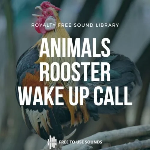 Rooster Sound Effects — Free to Use Sounds