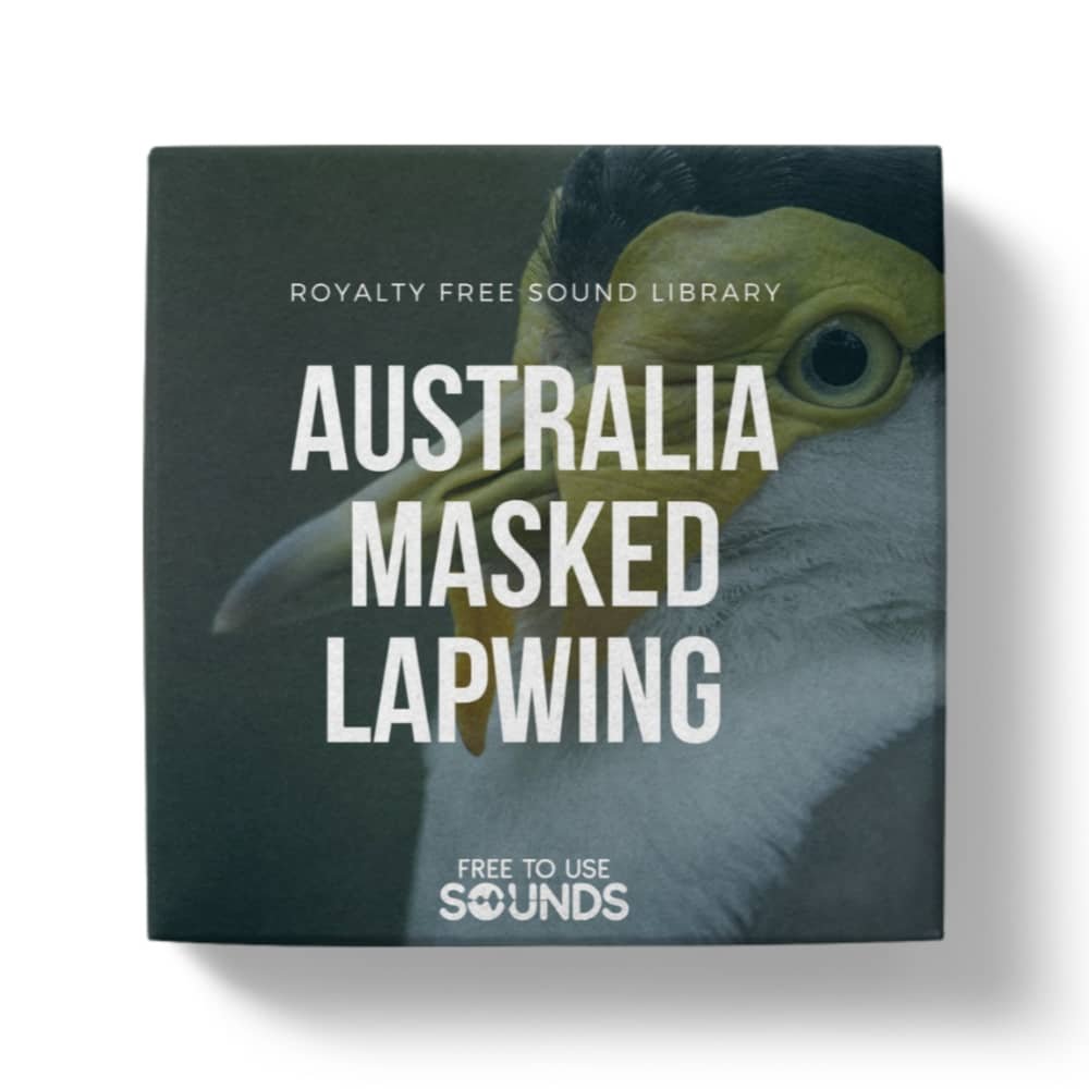 Masked Lapwing Morning Bird Calls — Free to Use Sounds