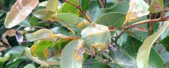 A Decade of Myrtle Rust — Forest Heart ecoNursery, Maleny