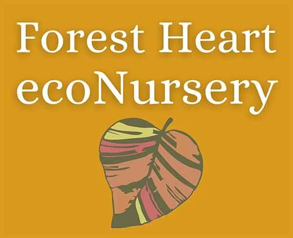 Rainforest Trees Species List — Forest Heart ecoNursery, Maleny