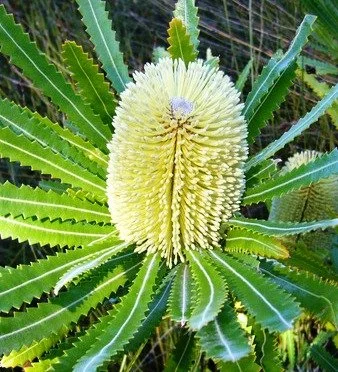 Native Plant Nursery — Forest Heart ecoNursery, Maleny
