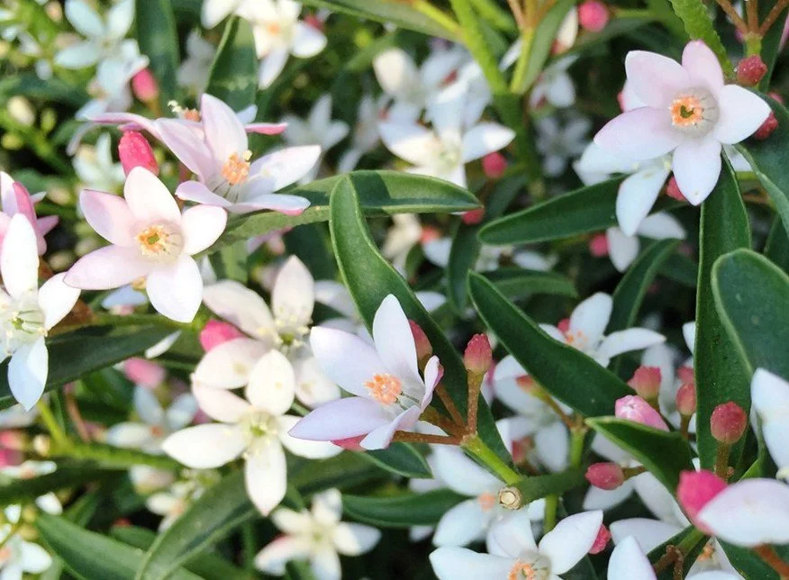 Native Plant Nursery — Forest Heart ecoNursery, Maleny