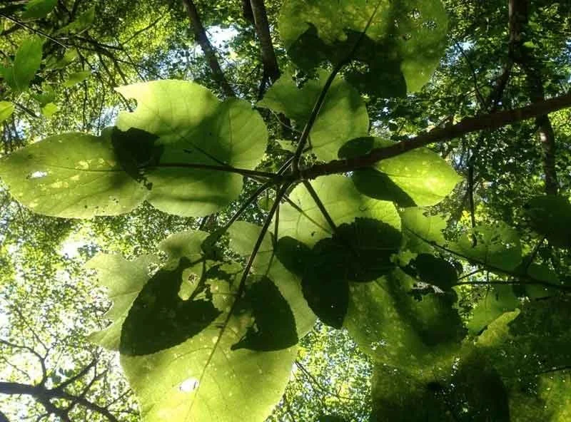 Rainforest Trees Species List — Forest Heart ecoNursery, Maleny