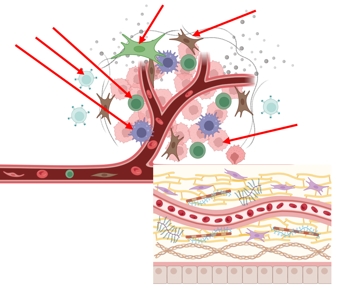 Tumor Microenvironment - Elahi Lab