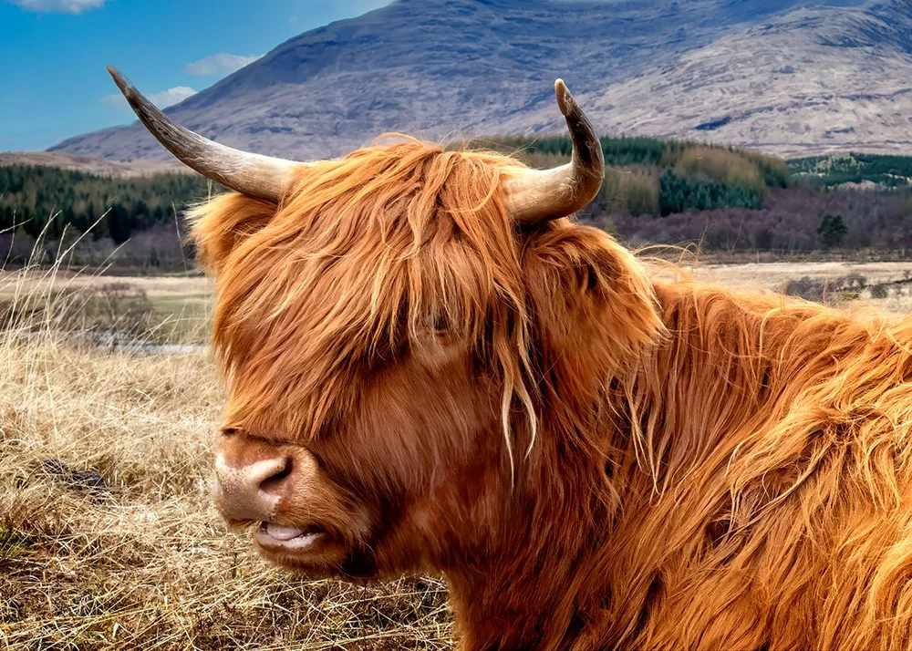 Beautiful photographs of farm animals showcasing rural life captured ...