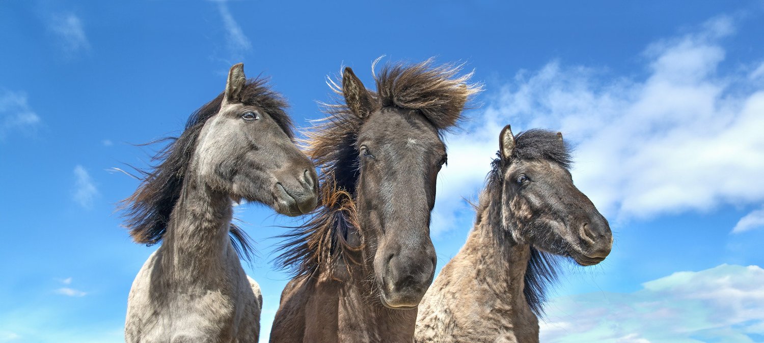 Beautiful photographs of farm animals showcasing rural life captured ...