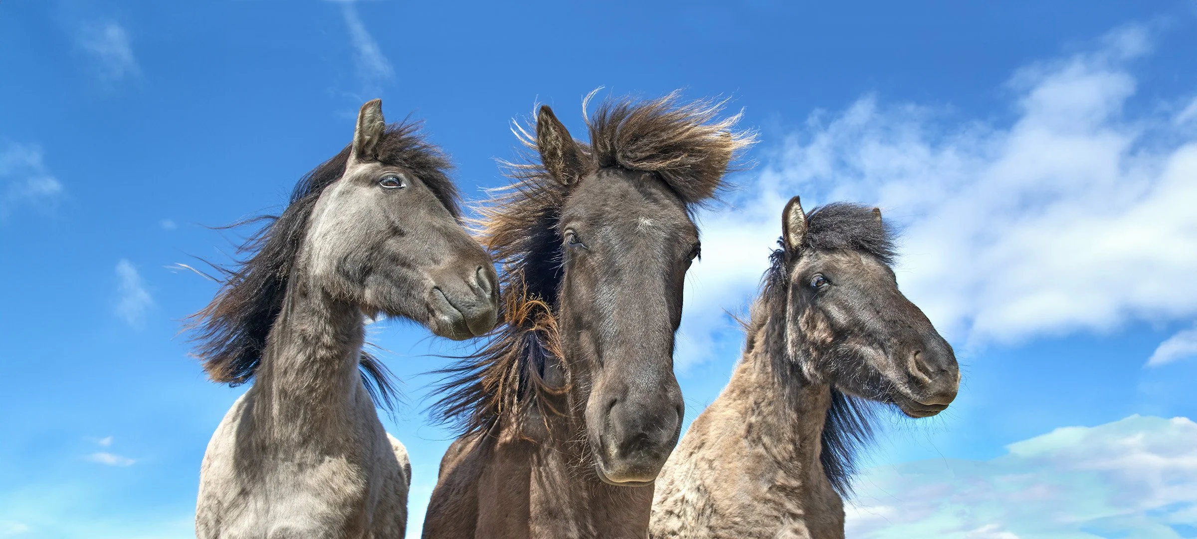 Beautiful photographs of farm animals showcasing rural life captured ...