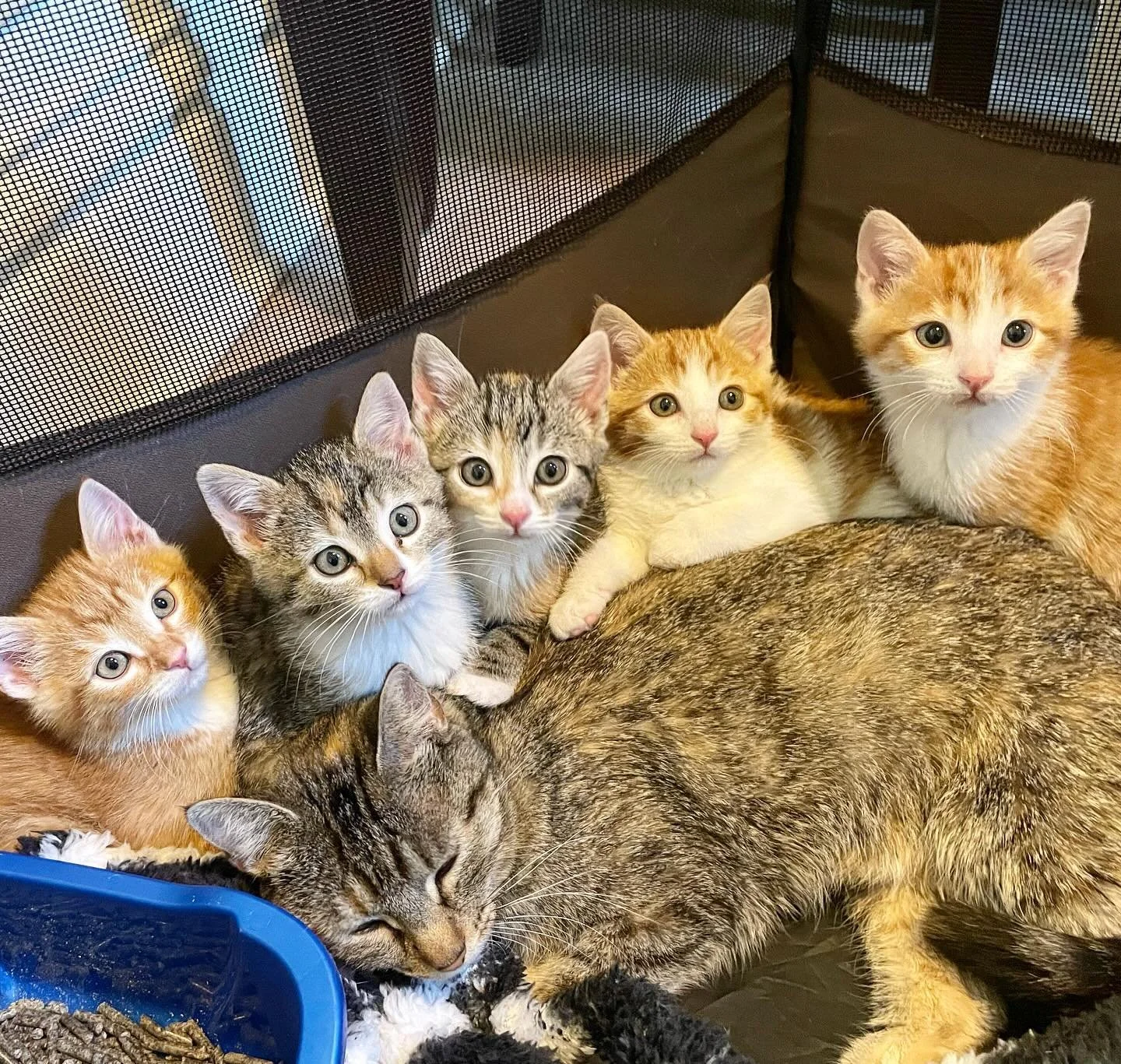 ADOPT — Denver Cat Rescue