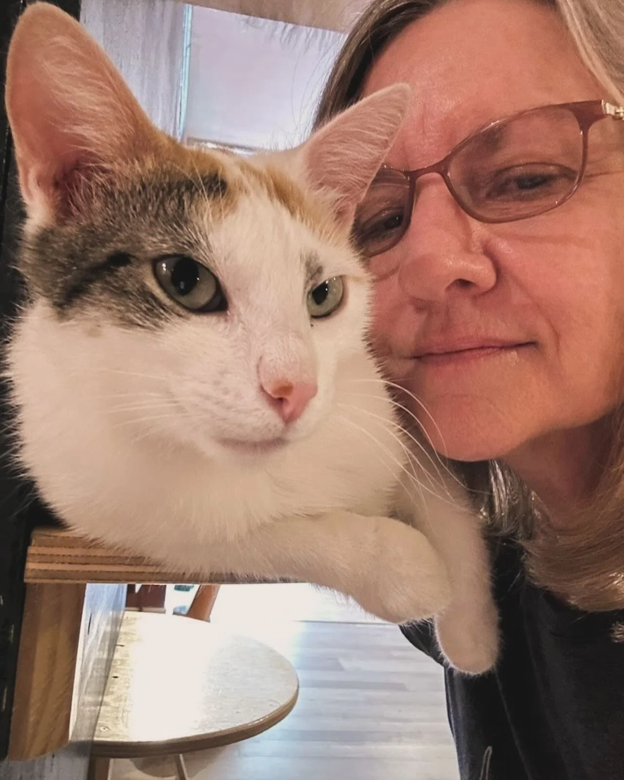 ADOPT — Denver Cat Rescue