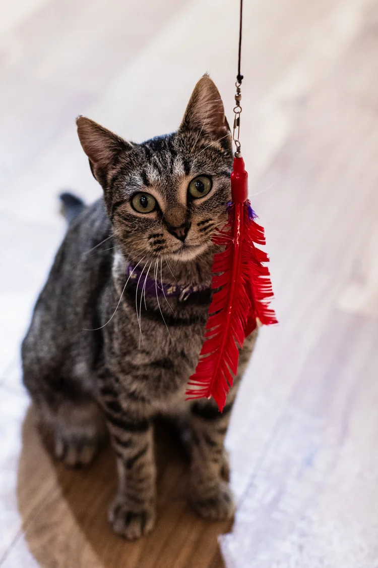Denver Cat Rescue