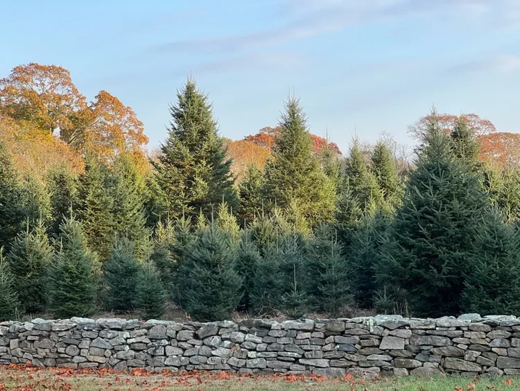 The Farmer's Daughter