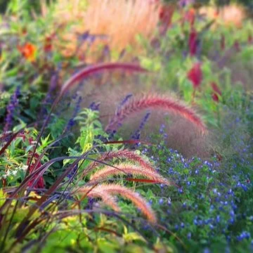 Annuals — The Farmer's Daughter