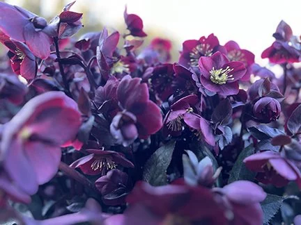 The Farmer's Daughter