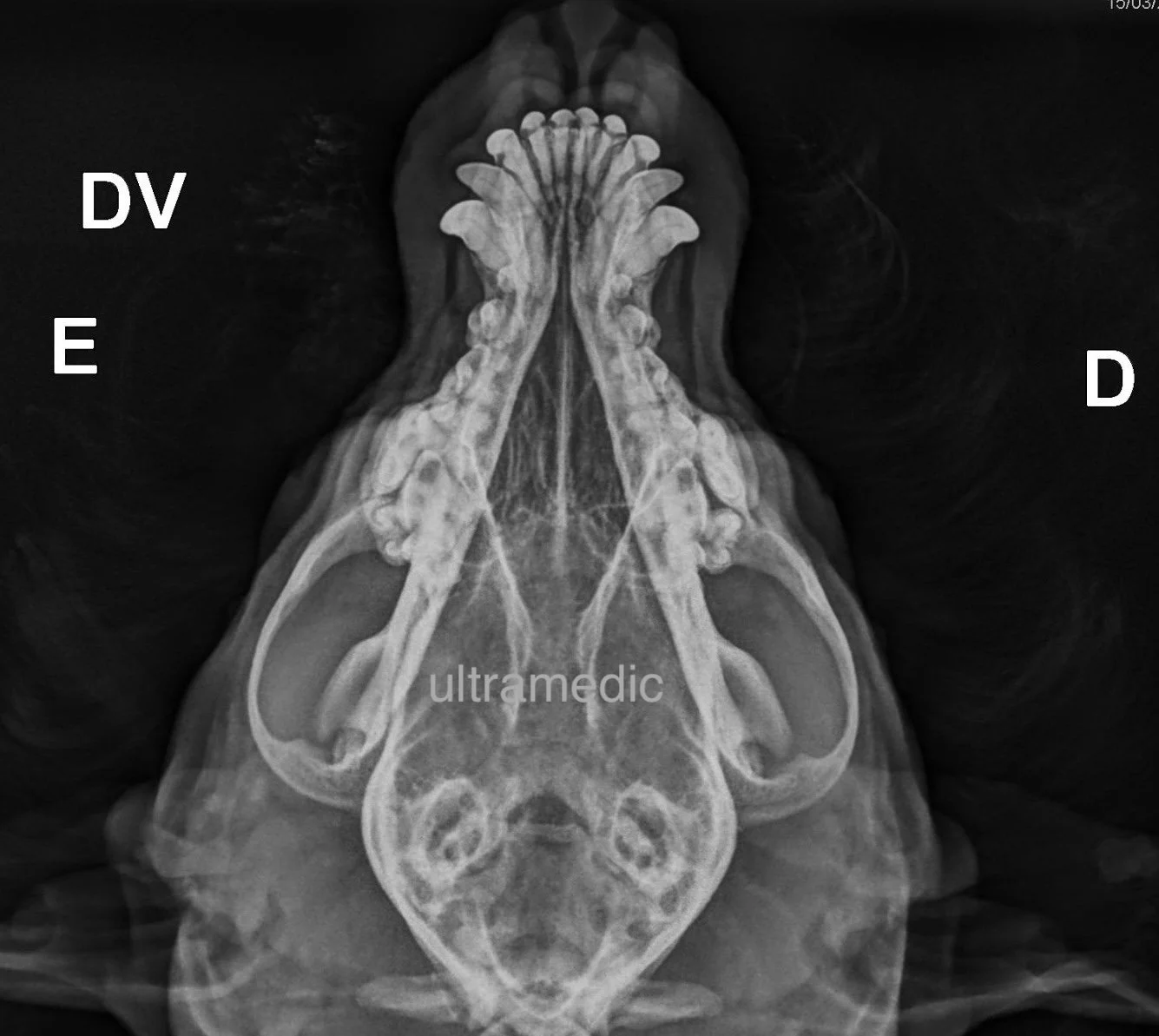 Ultrassom Veterinário. Raio X Portátil. Raio X Digital. Raio X Veterinário.