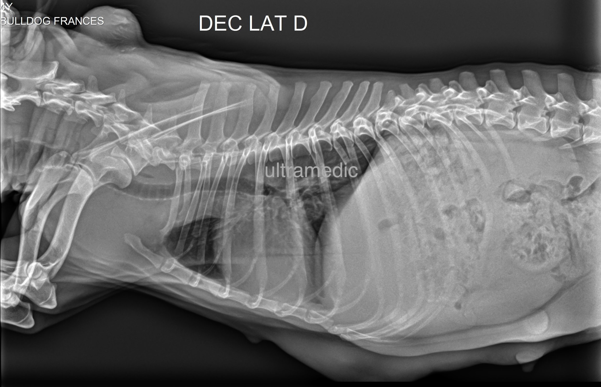 Ultrassom Veterinário. Raio X Portátil. Raio X Digital. Raio X Veterinário.