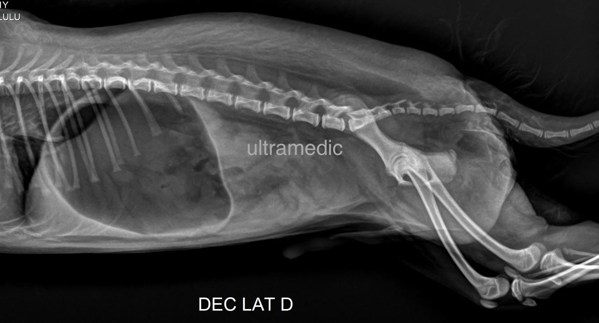 Ultrassom Veterinário. Raio X Portátil. Raio X Digital. Raio X Veterinário.