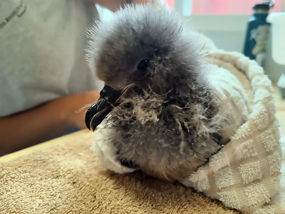 Seabird Rescue! Hawaiian Petrel Chick Saved From Flooded Burrow ...