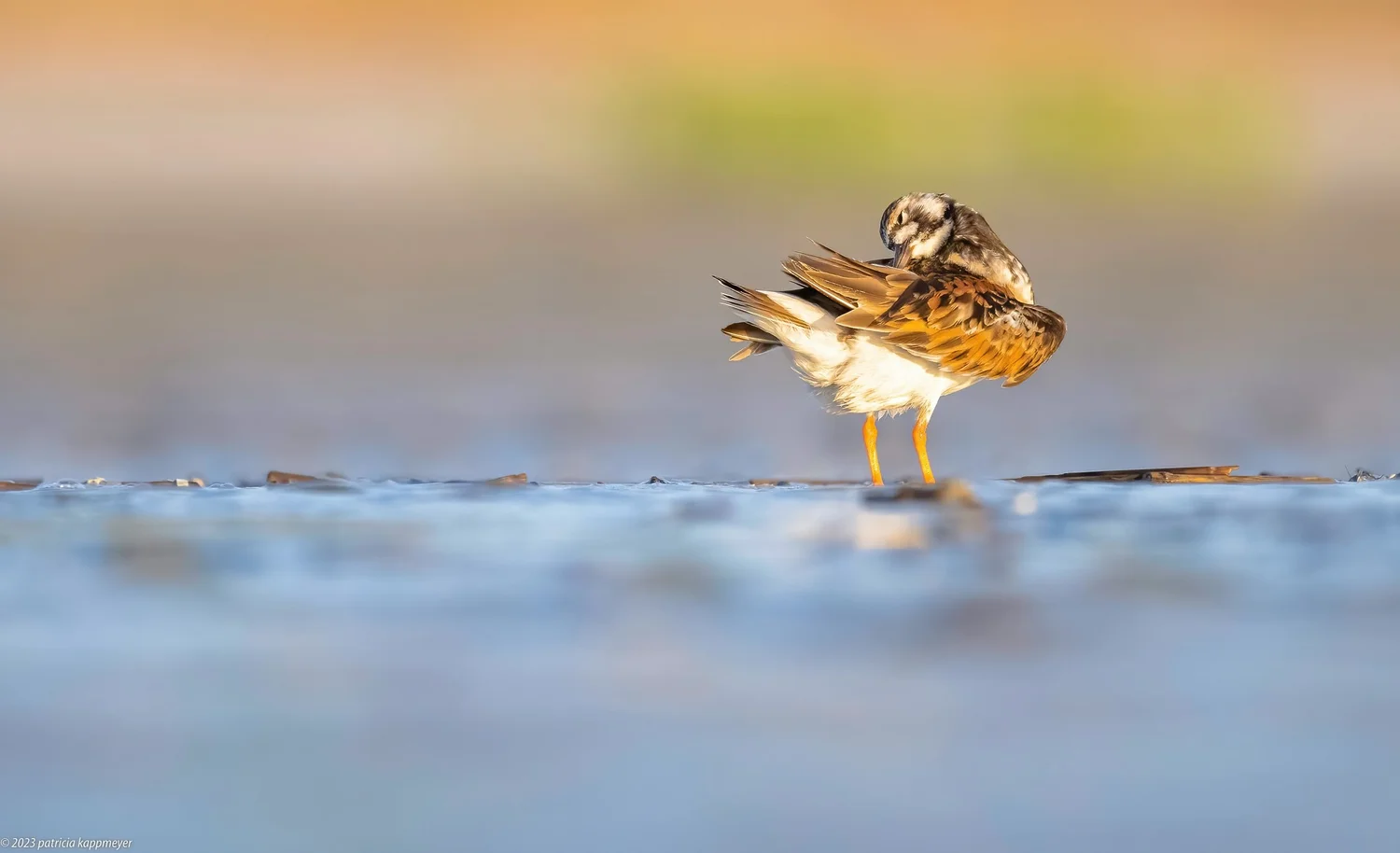 Twitcher's Patch the Birding and Photography Blog of Hilton Head Island ...