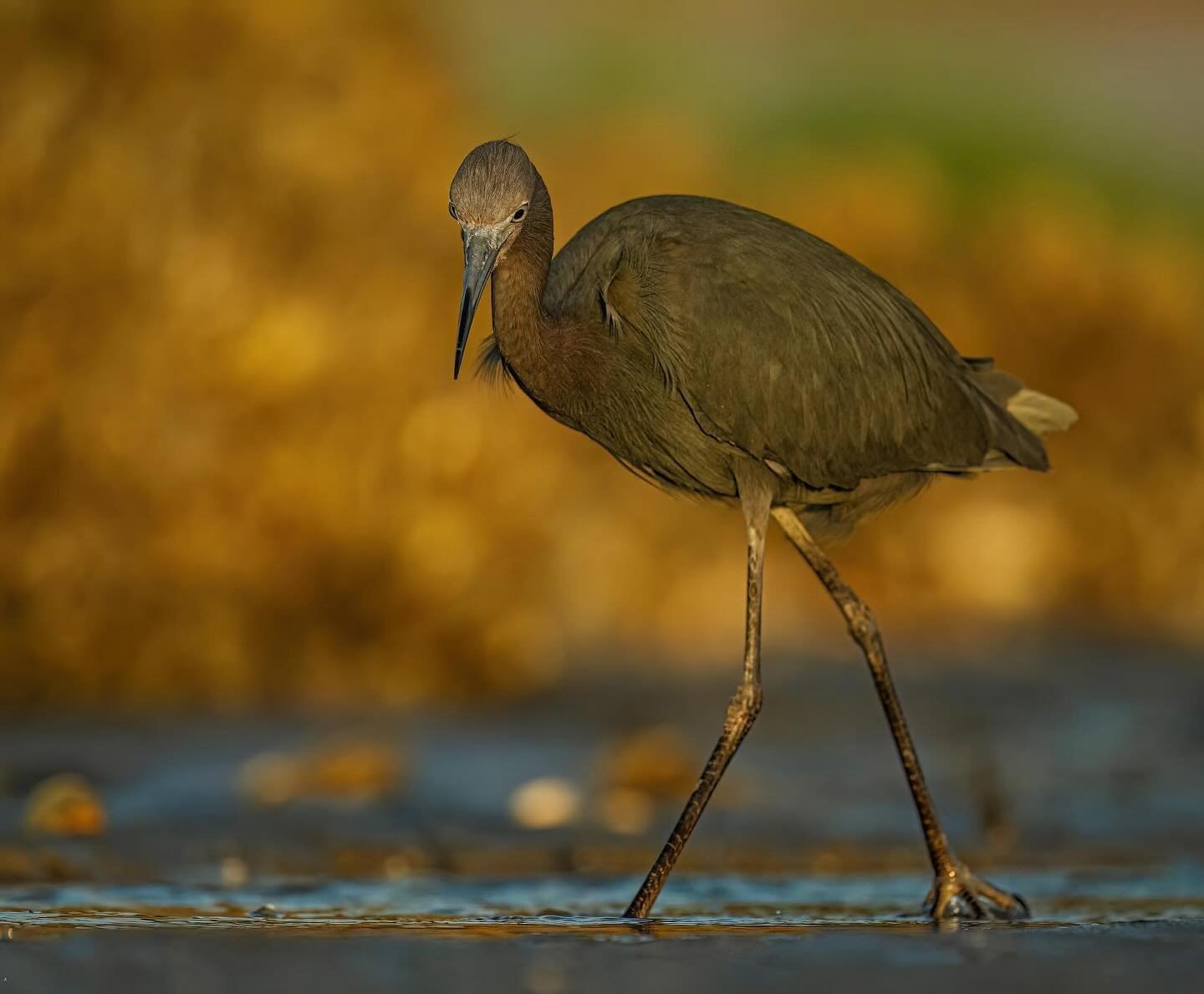 Lowcountry Birds and Nature