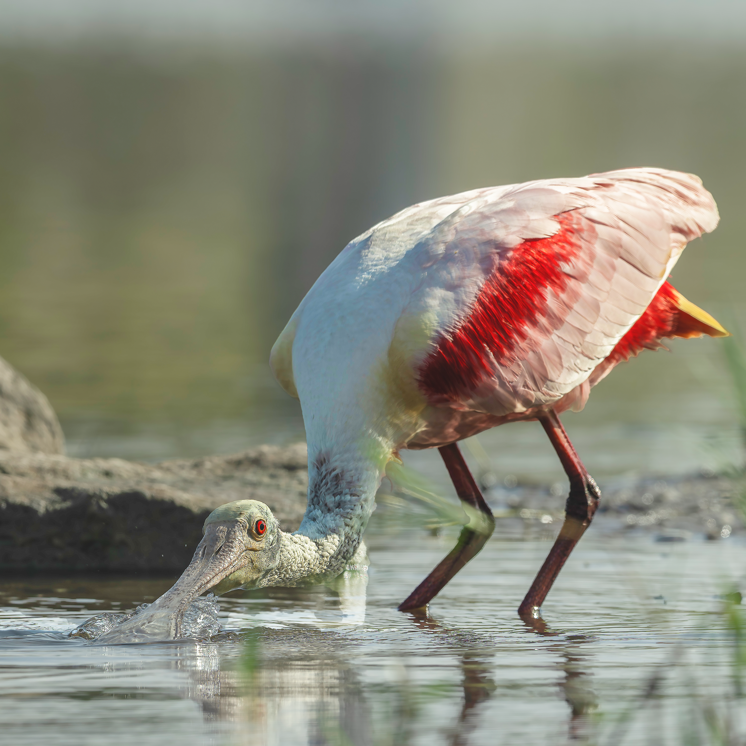 Birding Central Florida: Stick Marsh Rookery and Roseate Spoonbills ...