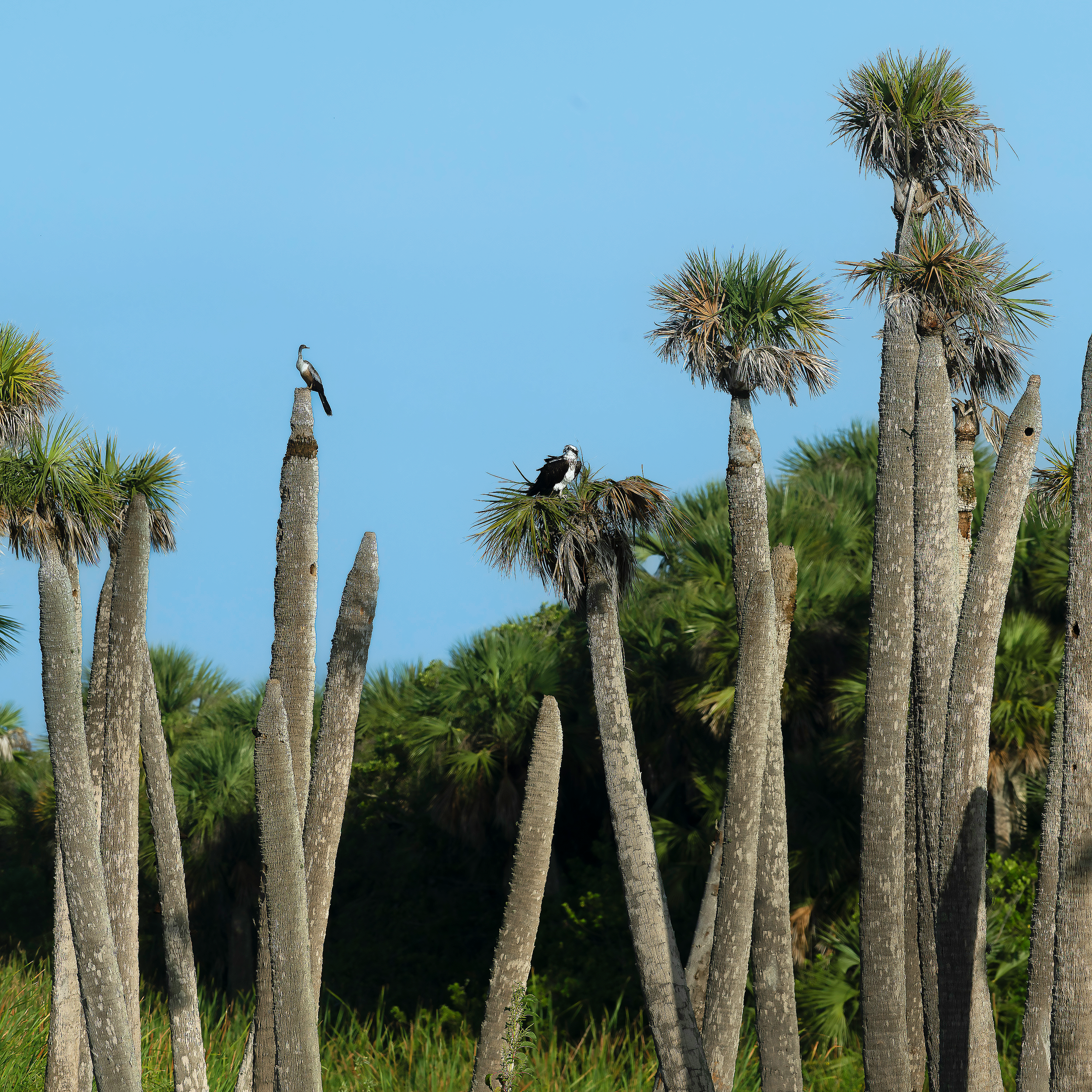 Birding Central Florida: Stick Marsh Rookery and Roseate Spoonbills ...