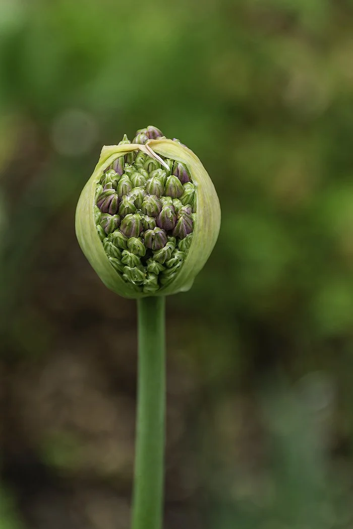 MEMBERS — Women in Focus St. Louis