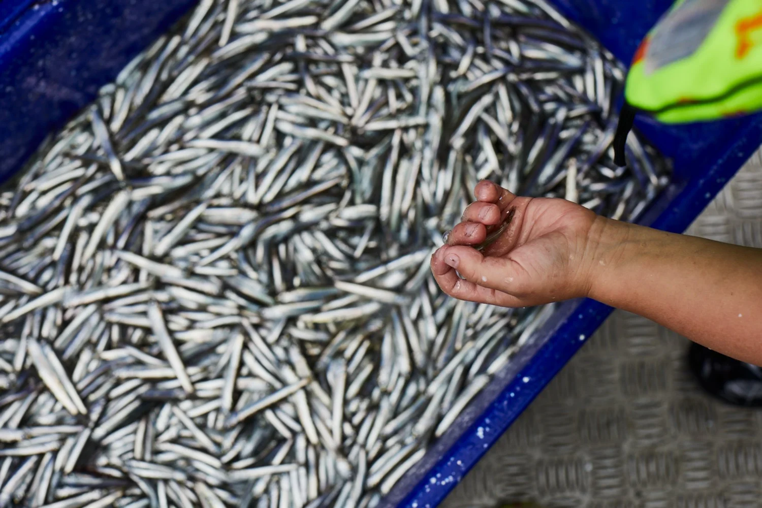 Project: Fish Sauce — Anchovy