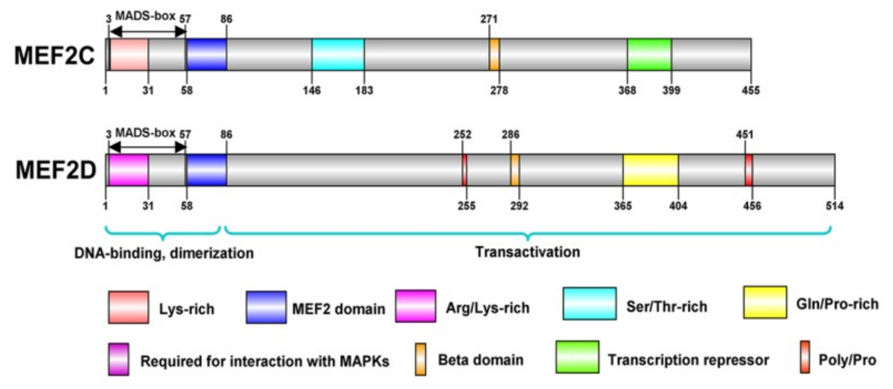 How to read your child’s genetic test results — Rare Bird