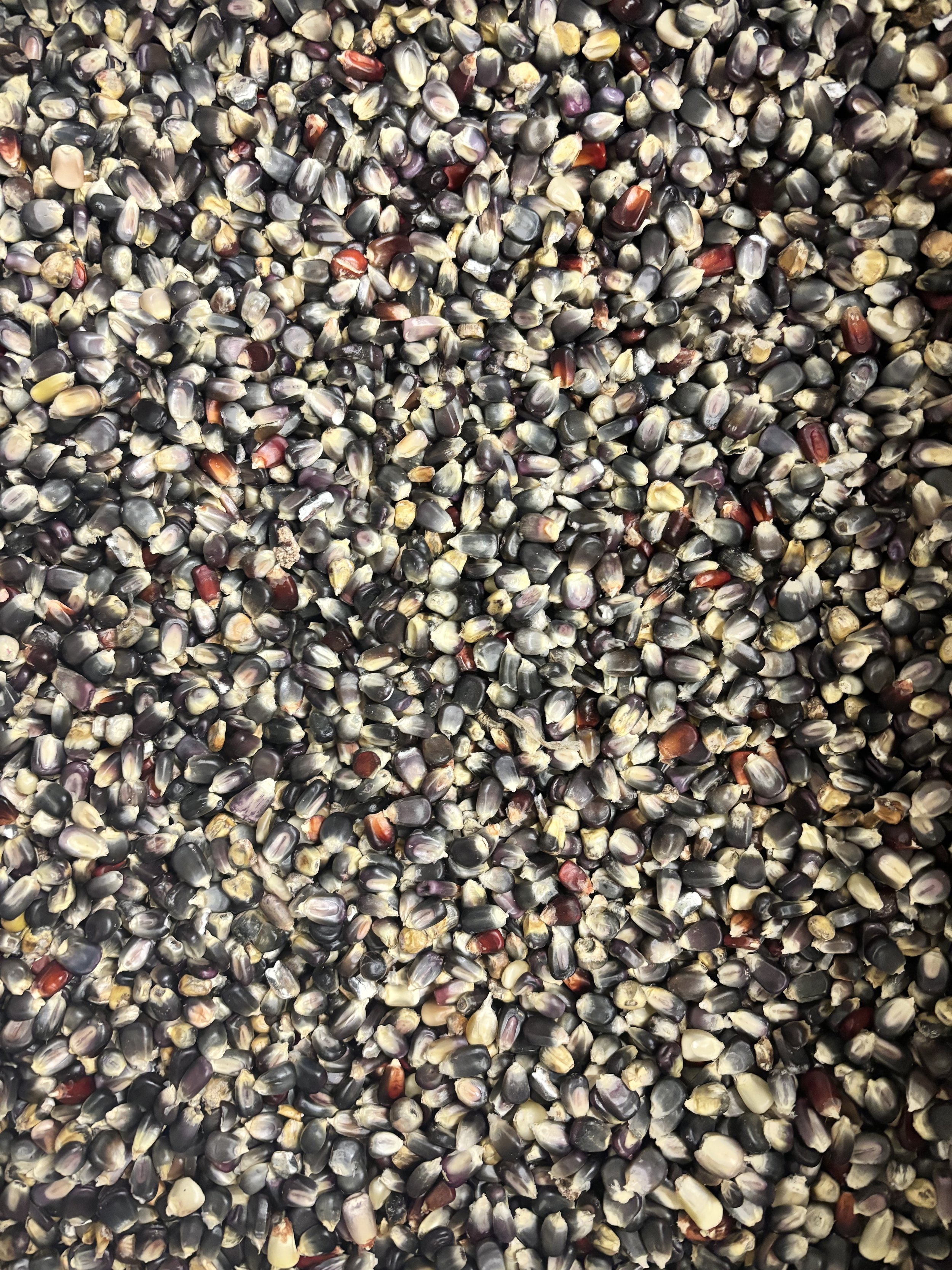 Blue Clarage Cornmeal — Barnes Farms & Milling Co.