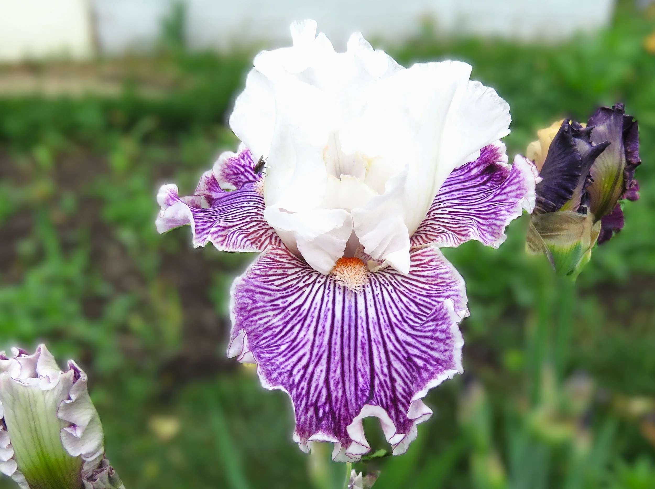 Starquake — Prairie Sky Iris