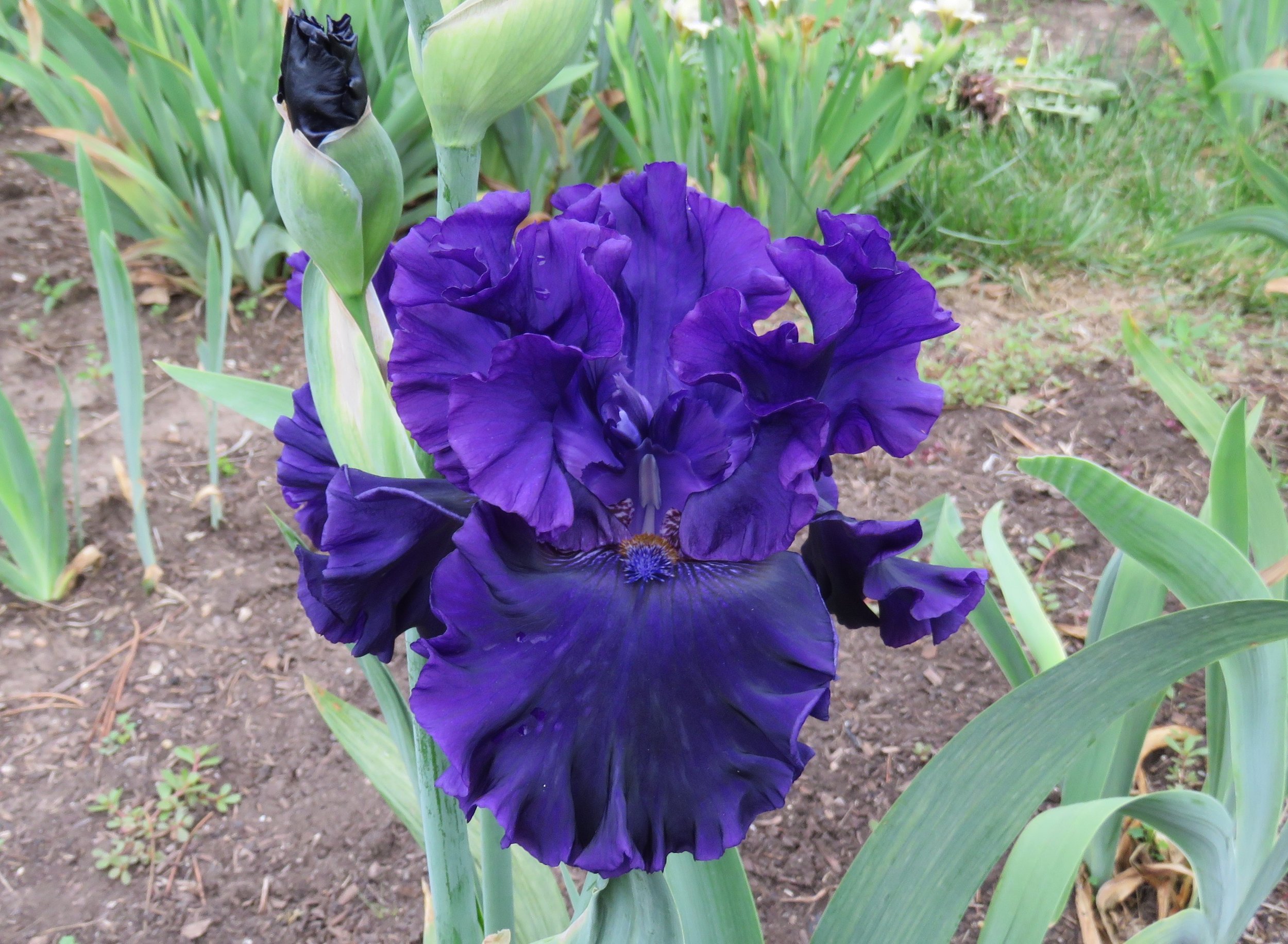 Store 2 — Prairie Sky Iris